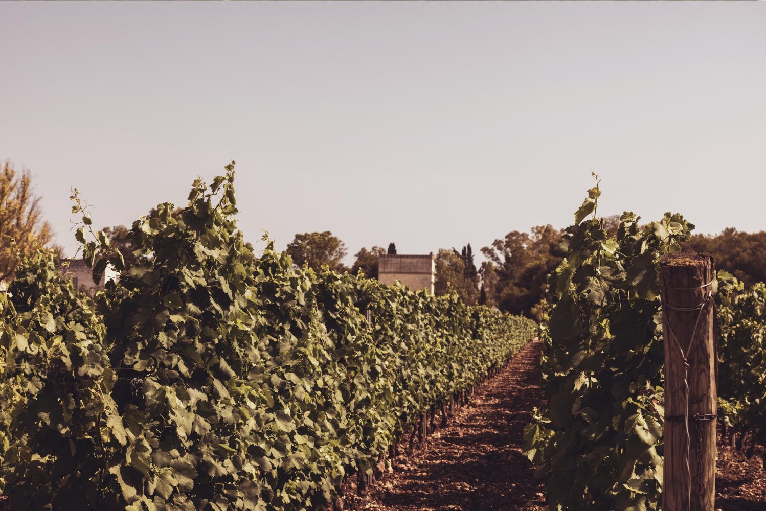 Essential guide to Puglia wines | AuthenticPugliaTours